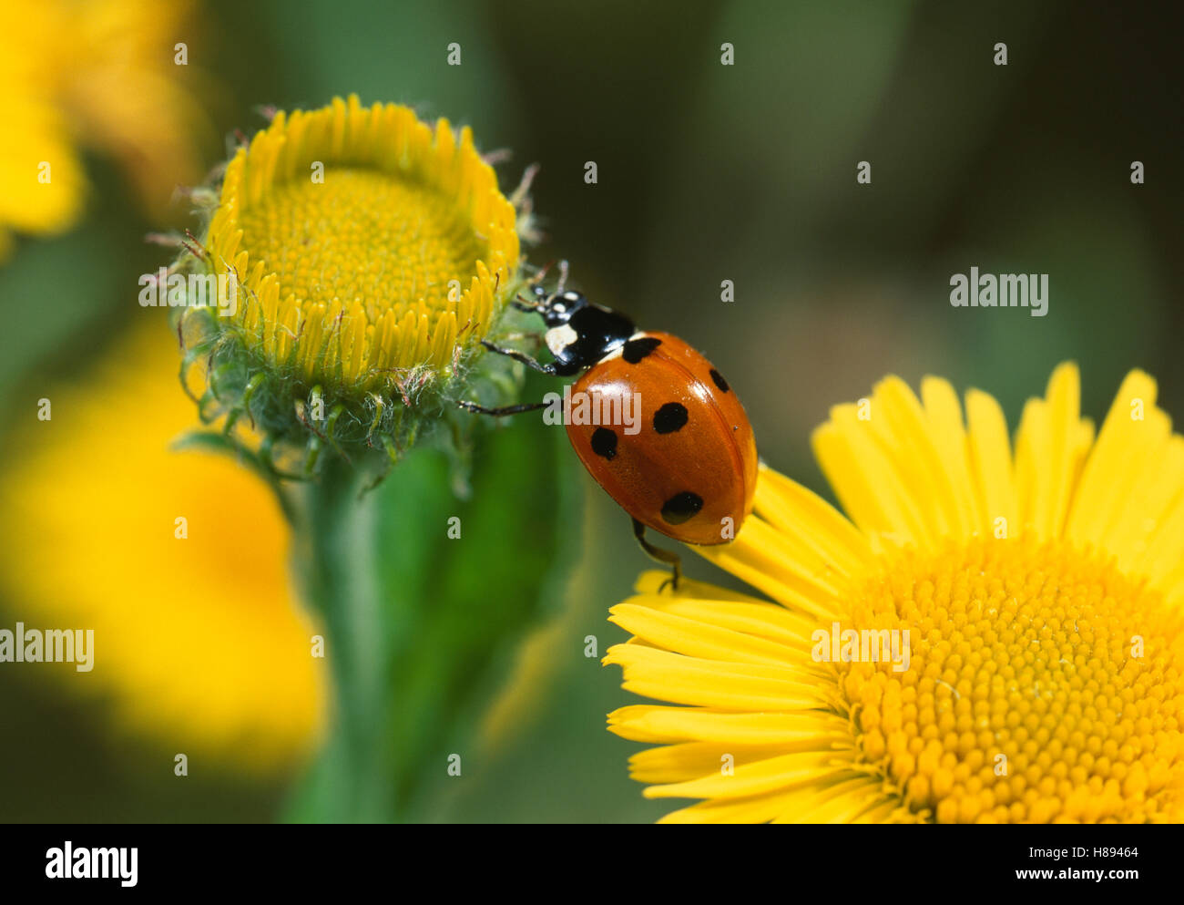 Seven-spotted Ladybird (Coccinella septempunctata) on fleabane flowers ...