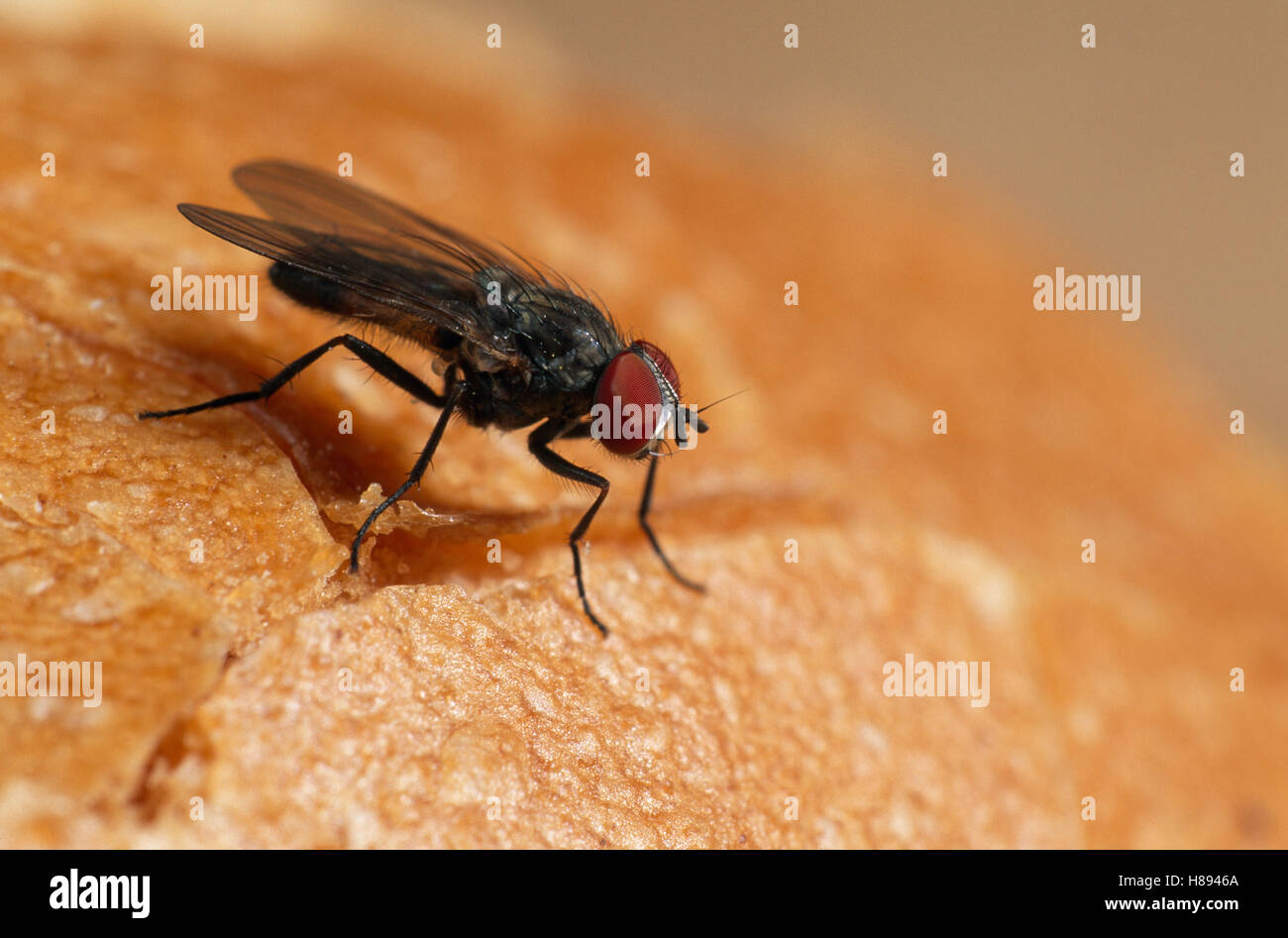 Lesser House Fly (Fannia canicularis) on pastry Stock Photo - Alamy