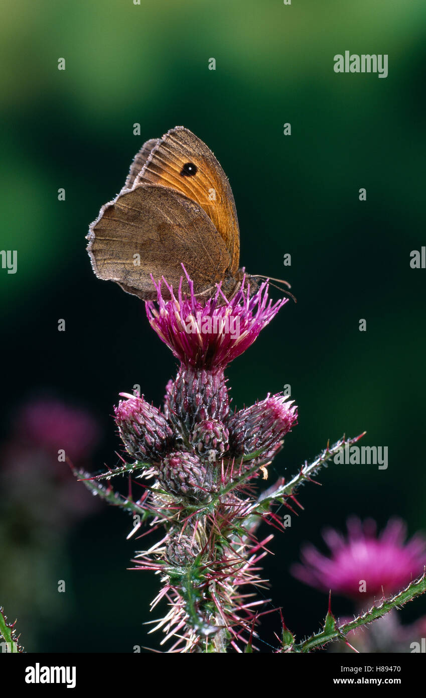 Meadow Brown (Maniola jurtina) butterfly on thistle Stock Photo - Alamy
