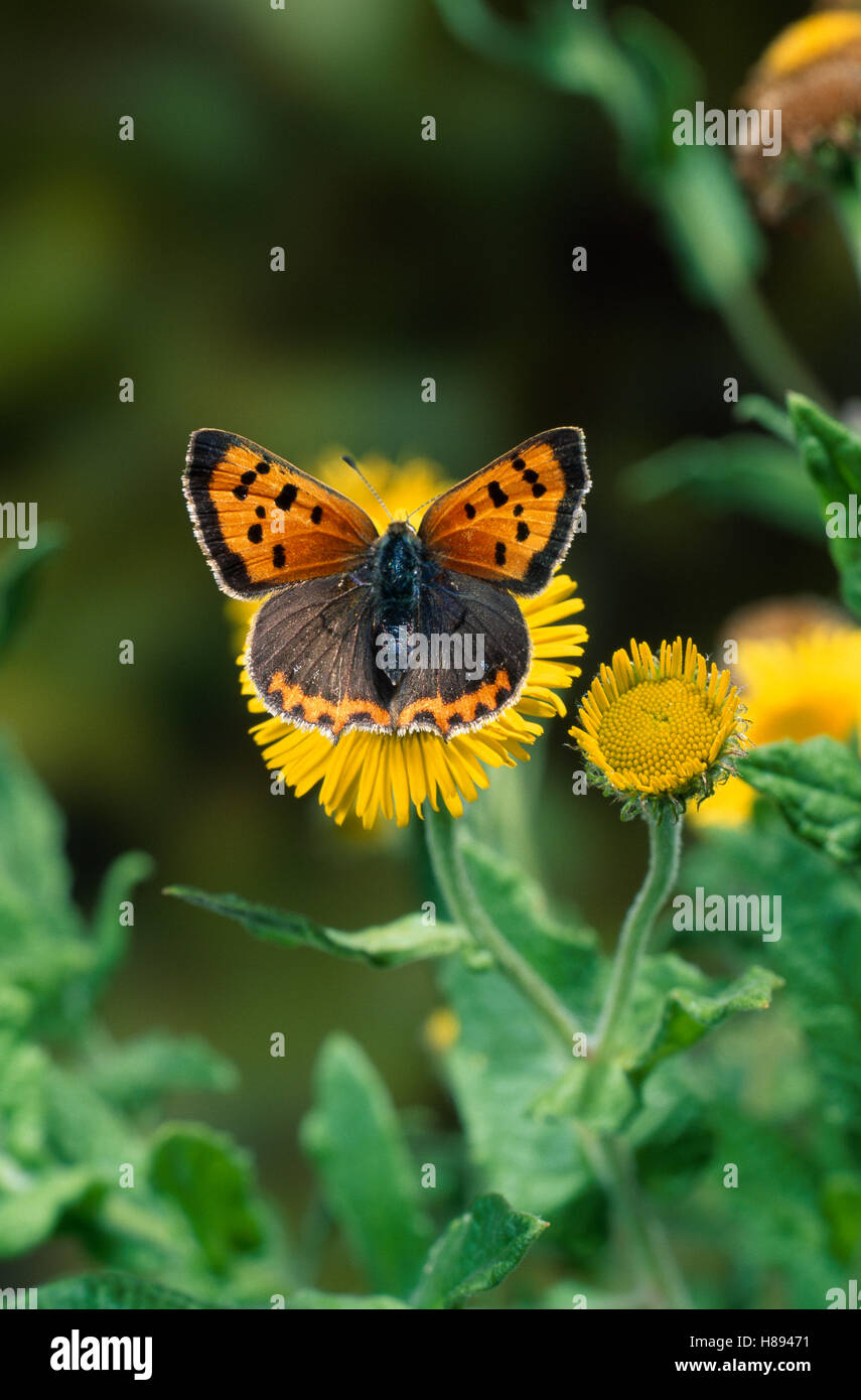 Small Copper butterfly (Lycaena phlaeas) on fleabane Stock Photo - Alamy