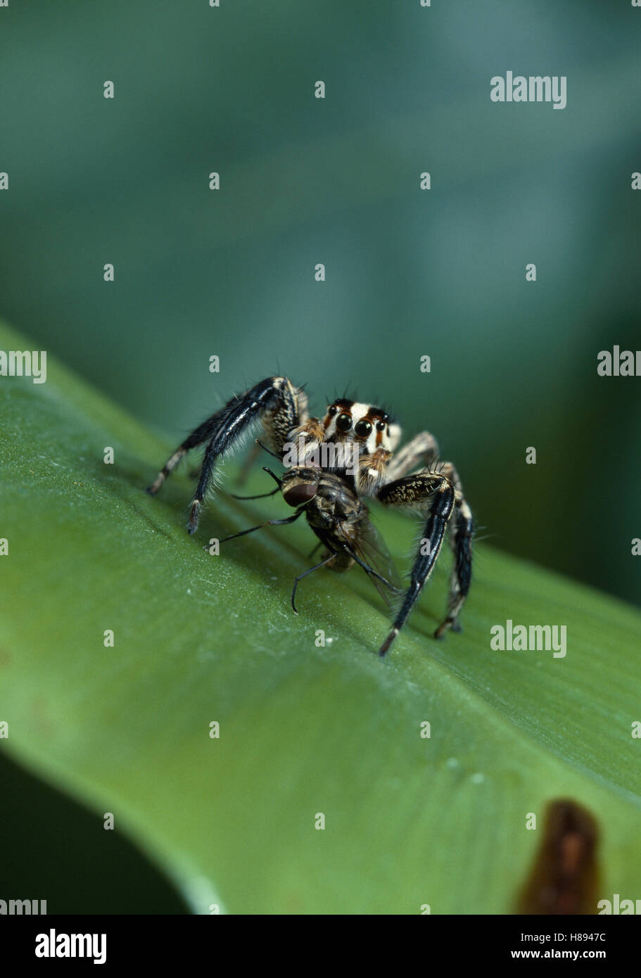 Jumping Spider (Plexippus paykulli) with fly prey, Mediterranean Stock ...