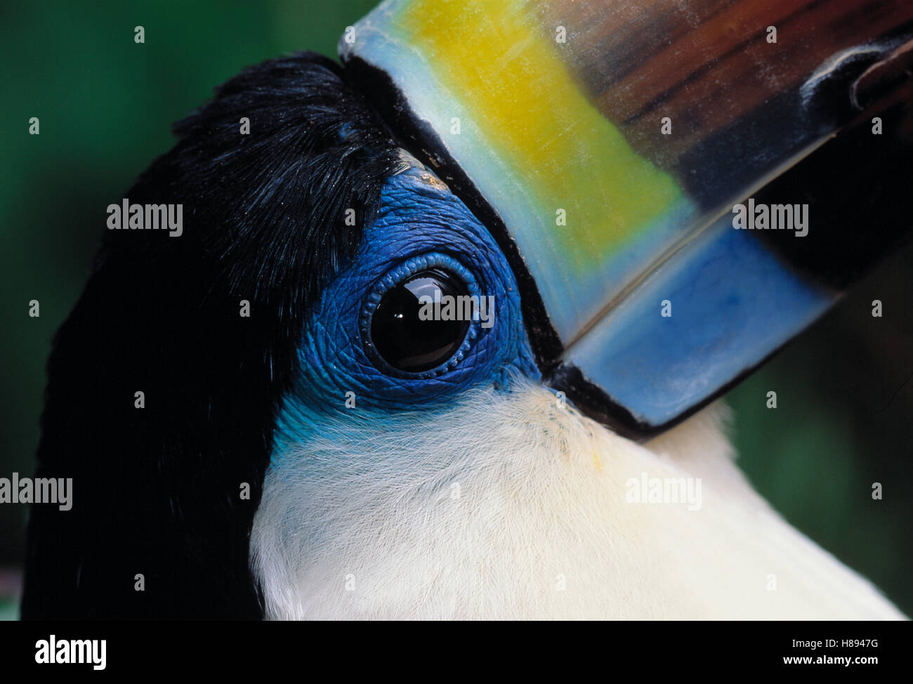 Red-billed Toucan (Ramphastos tucanus) close up Stock Photo - Alamy