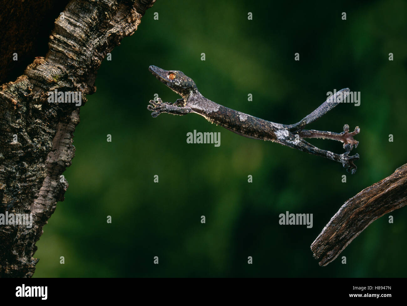 Henkel's Leaf-tailed Gecko (Uroplatus henkeli) leaping between branches ...