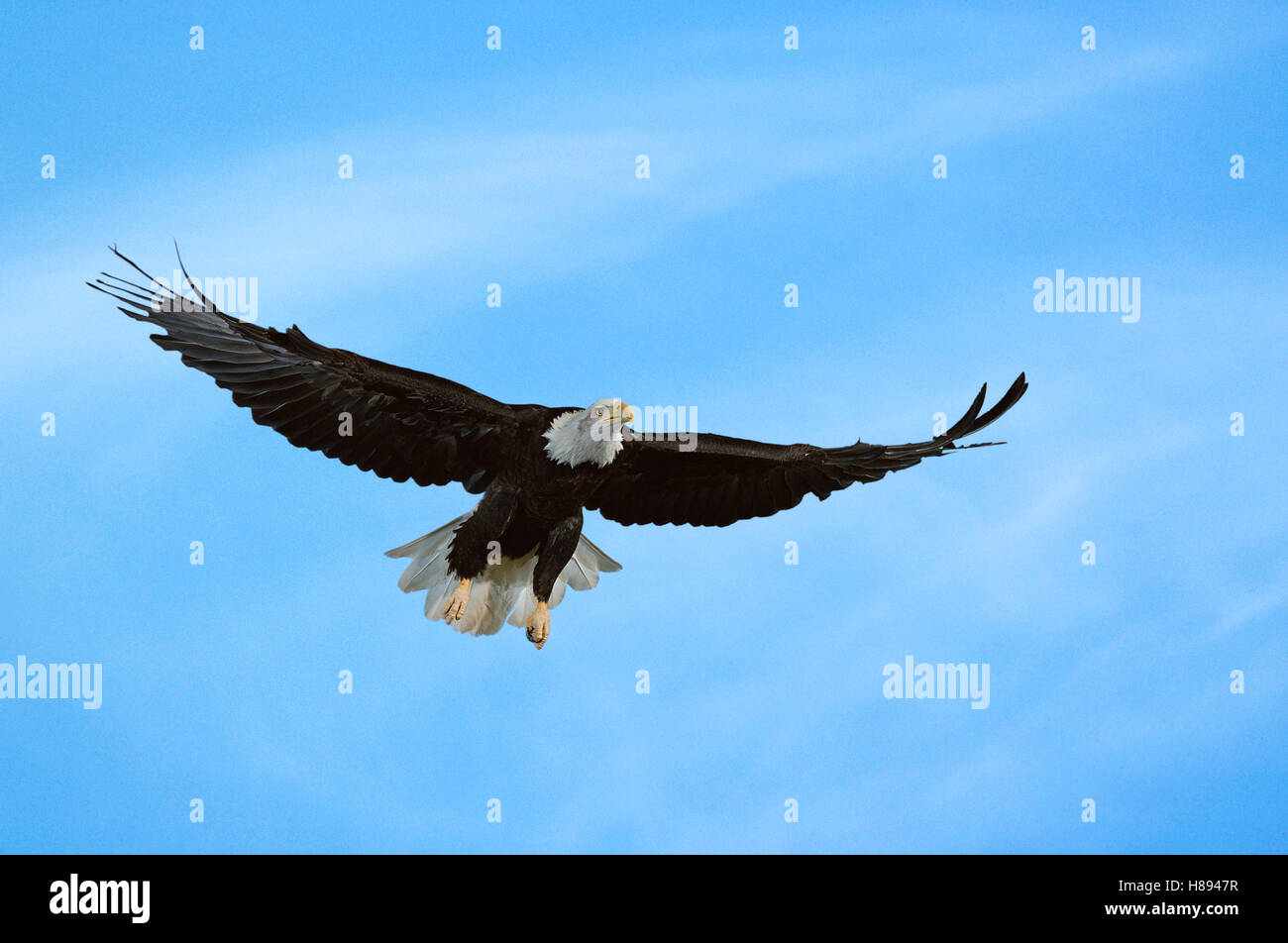 Bald Eagle (Haliaeetus leucocephalus) flying Stock Photo - Alamy