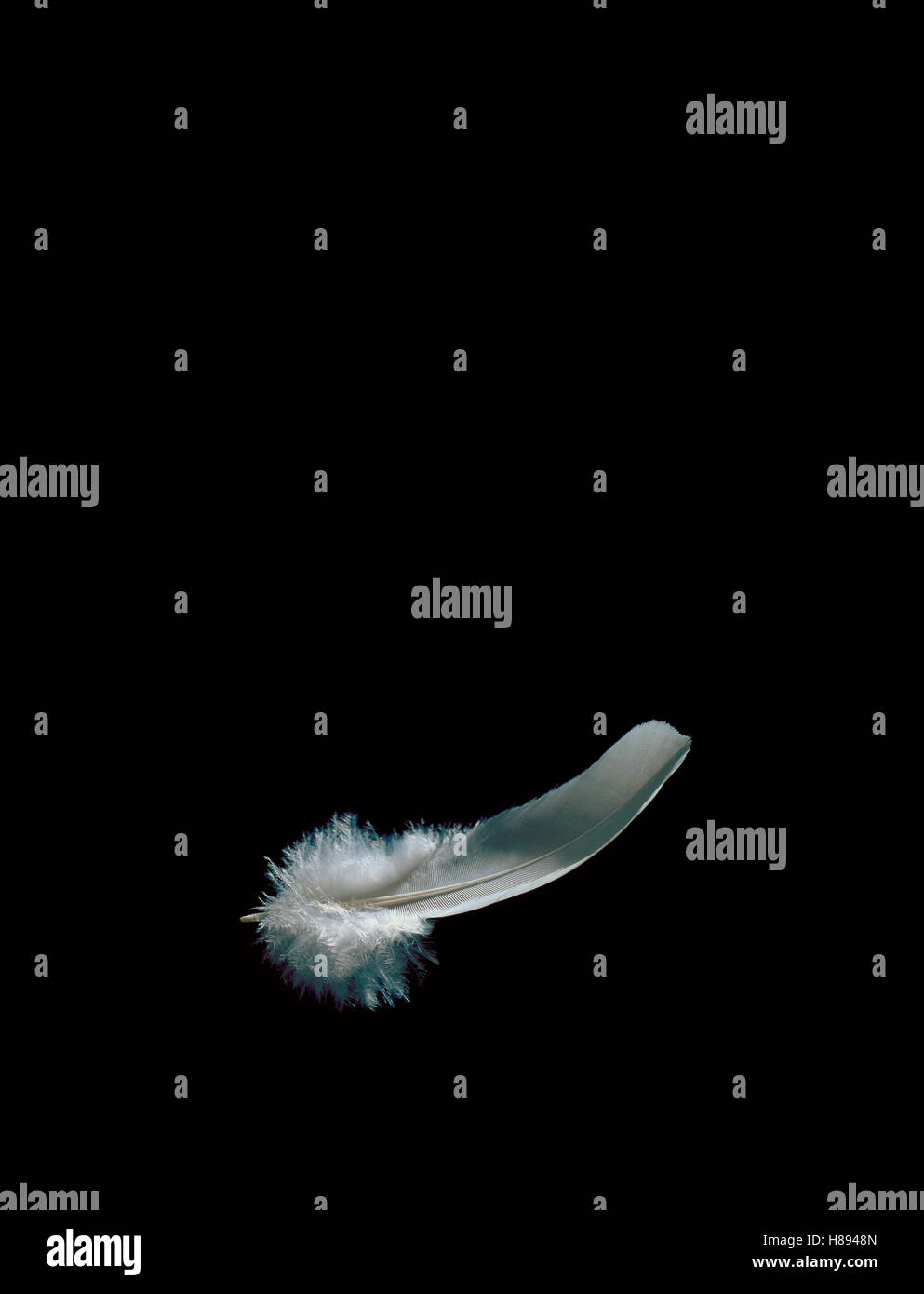 Barbary Dove (Streptopelia risoria) feather Stock Photo - Alamy