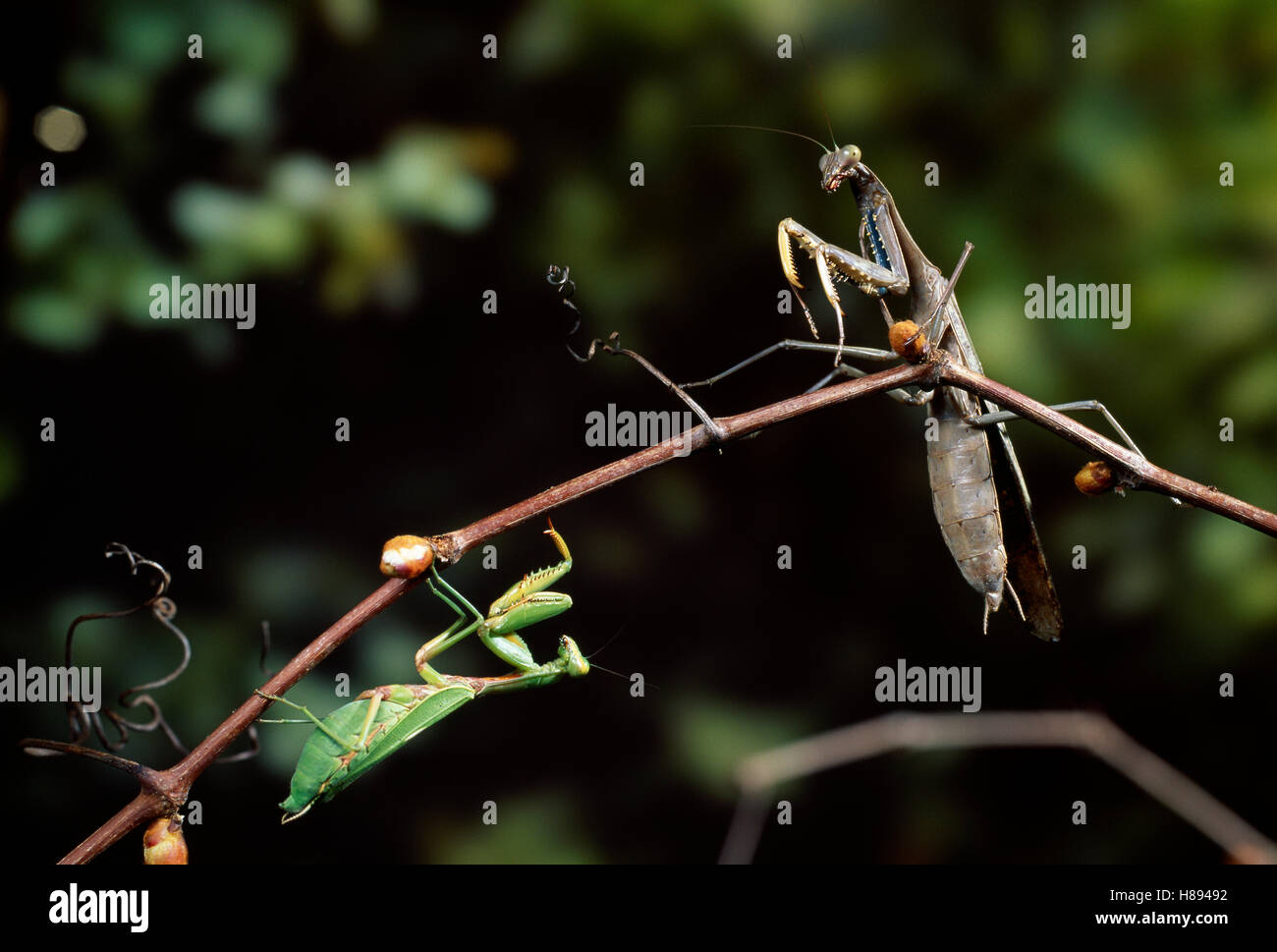Praying Mantis, male on left, female on right, Madagascar Stock Photo ...