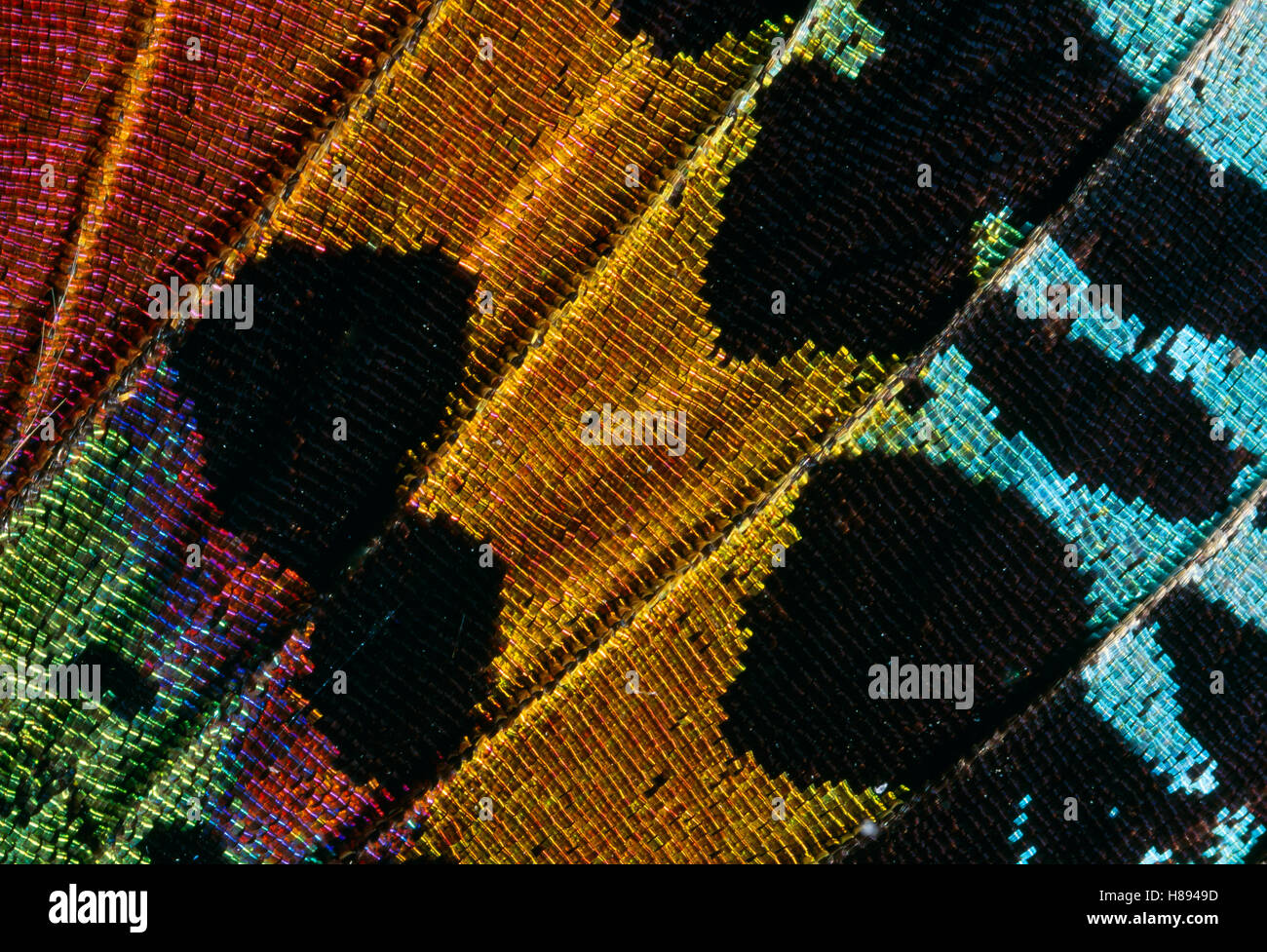 Moth wing showing wing scale patterns Stock Photo - Alamy