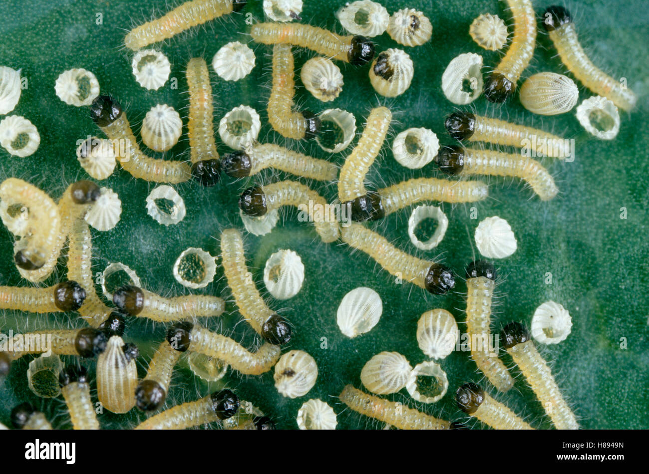 Cabbage Butterfly (Pieris brassicae) larvae newly emerged from egg ...