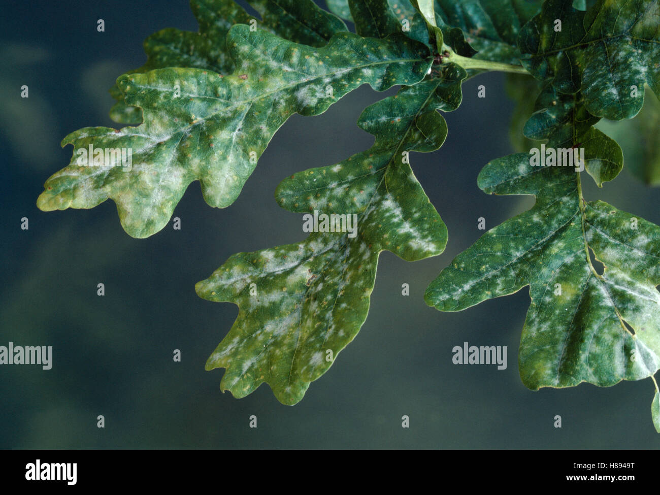 Oak Mildew (Microsphaera alphitoides) infesting oak foliage Stock Photo ...