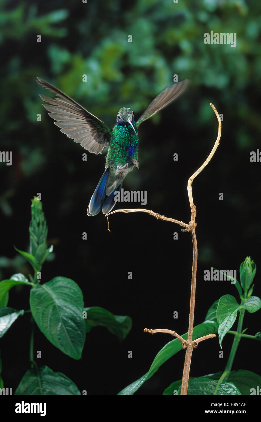 Sparkling Violet-ear (Colibri coruscans) hummingbird taking off Stock ...