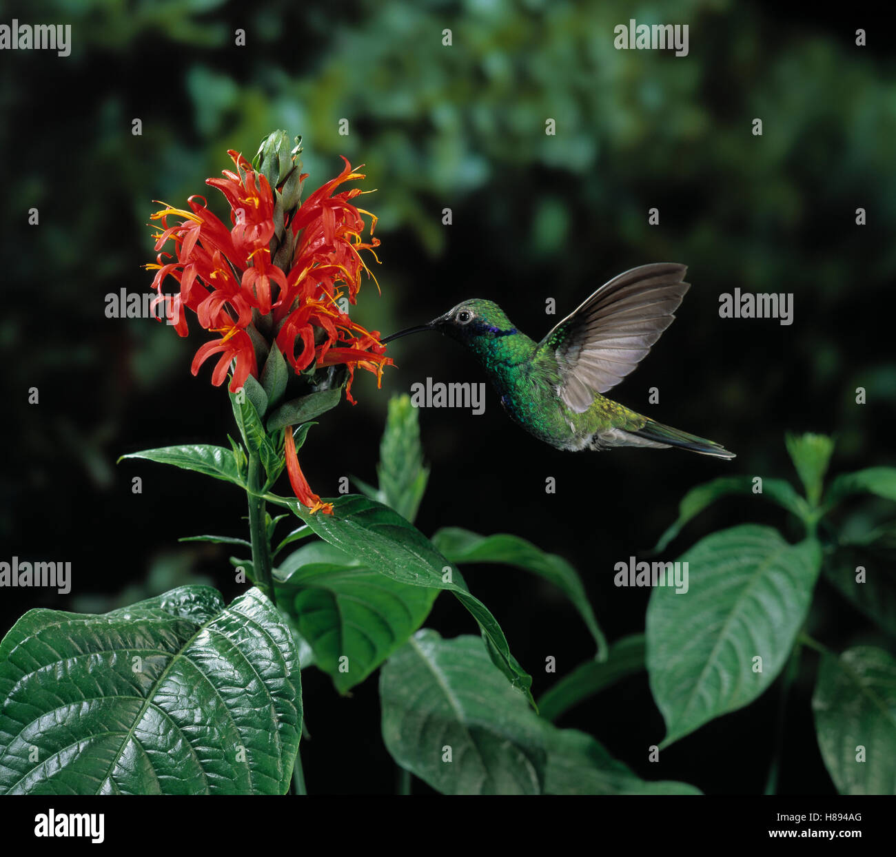 Sparkling Violet-ear (Colibri coruscans) hummingbird sipping nectar ...