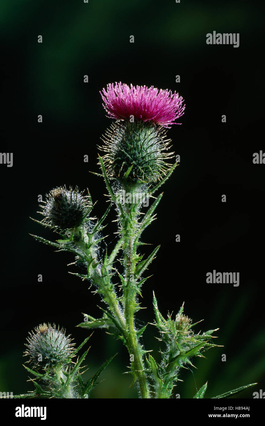 Common Thistle (Cirsium vulgare) inflorescence Stock Photo - Alamy