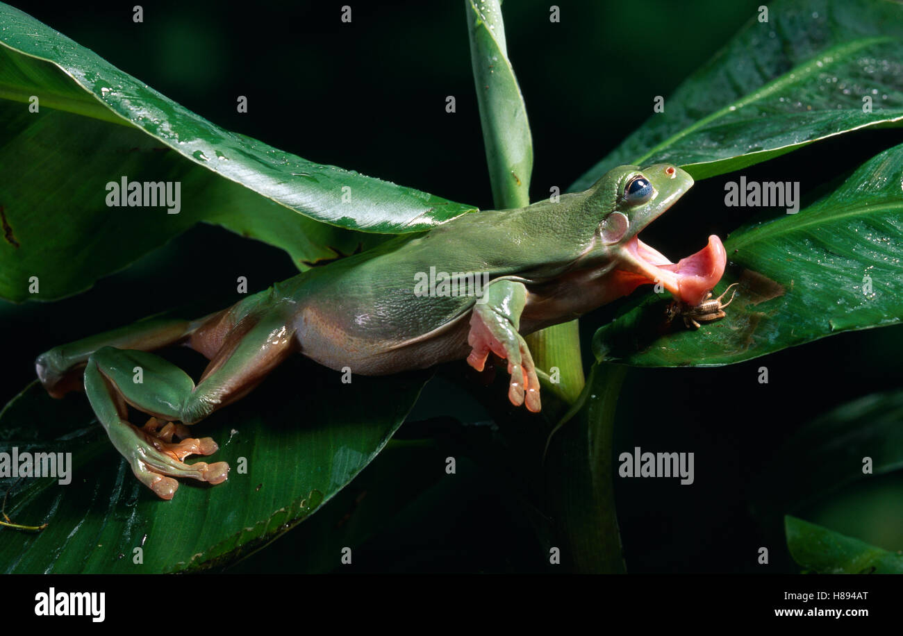 White's Tree Frog (Litoria caerulea) catching insect prey with tongue ...