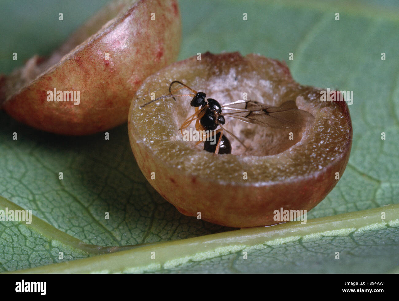 Oak gall in transverse section showing living wasp within Stock Photo ...