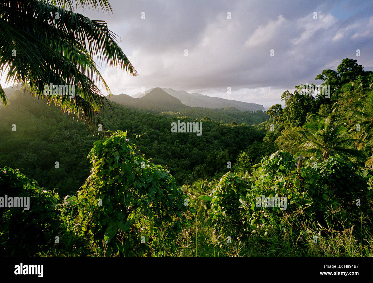 Rainforest and hills, Dominica, Windward Islands, Lesser Antilles ...