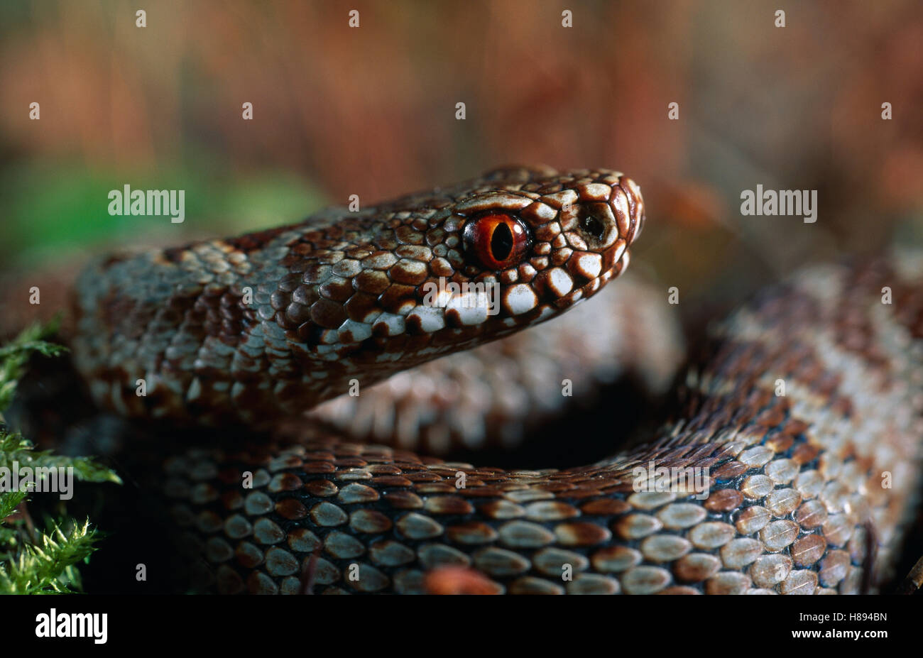 Common European Adder (Vipera berus) eye Stock Photo - Alamy