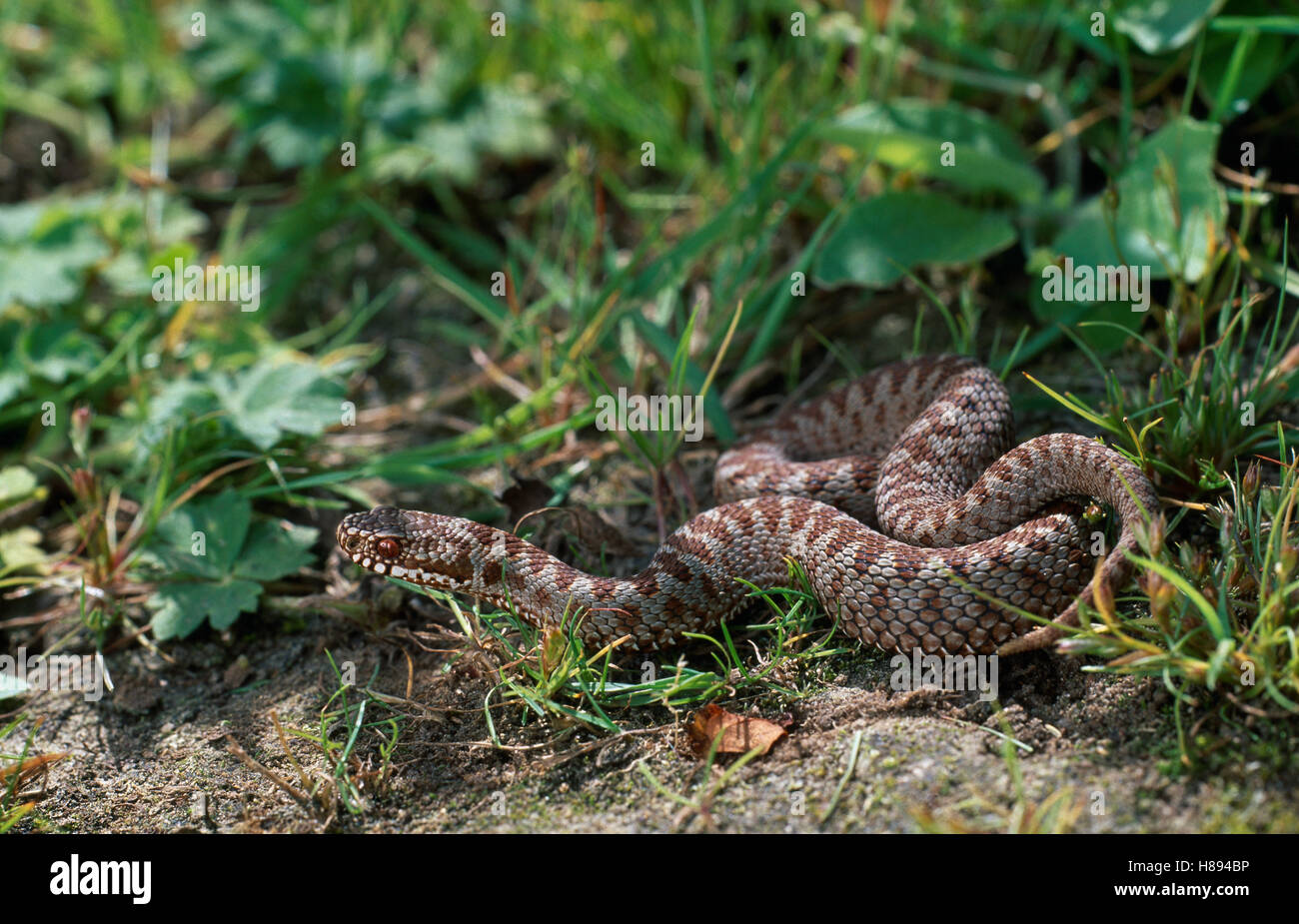 Common European Adder (Vipera berus) female, venomous, Europe Stock ...