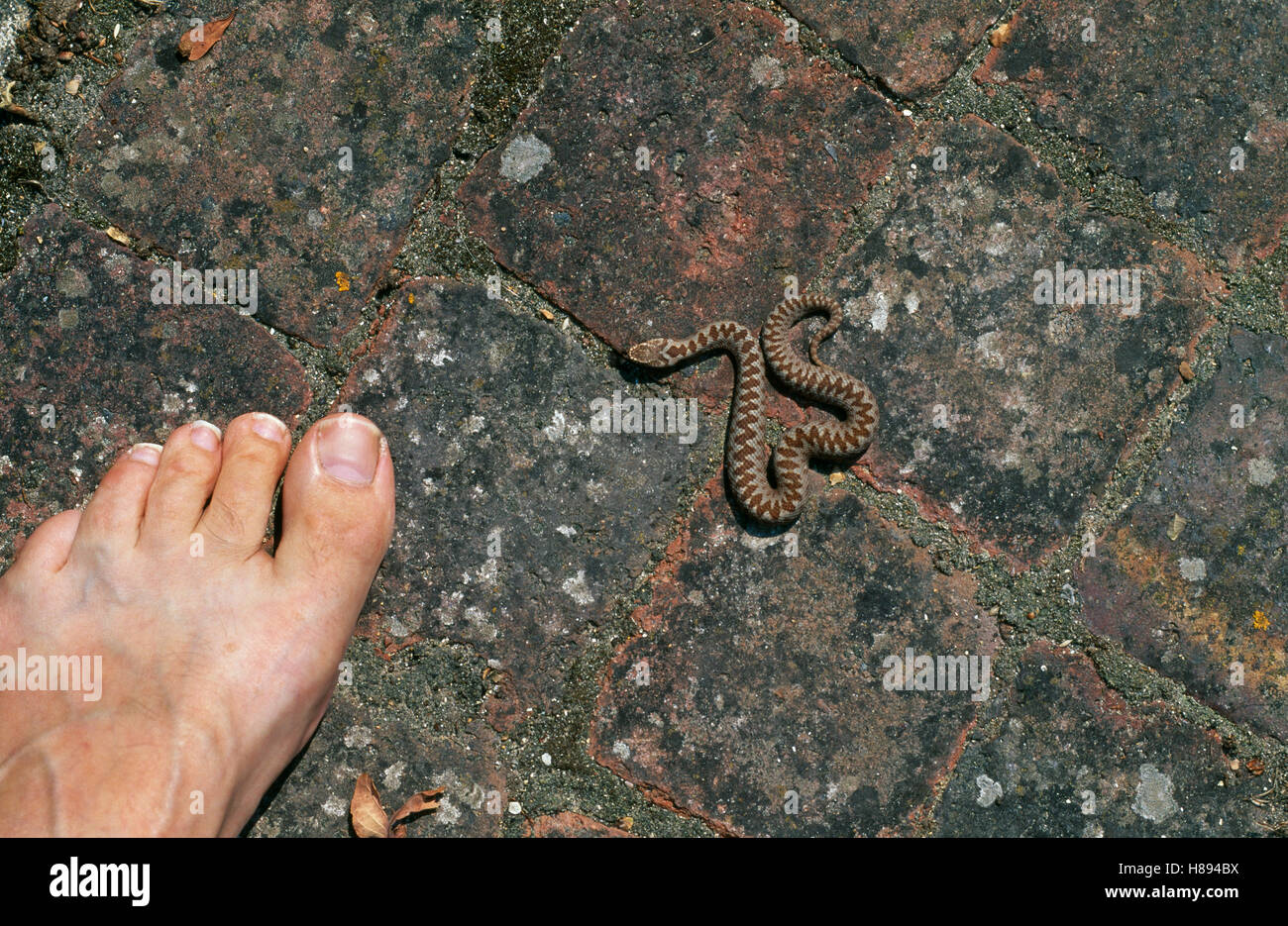 Common European Adder (Vipera berus) near human foot Stock Photo - Alamy