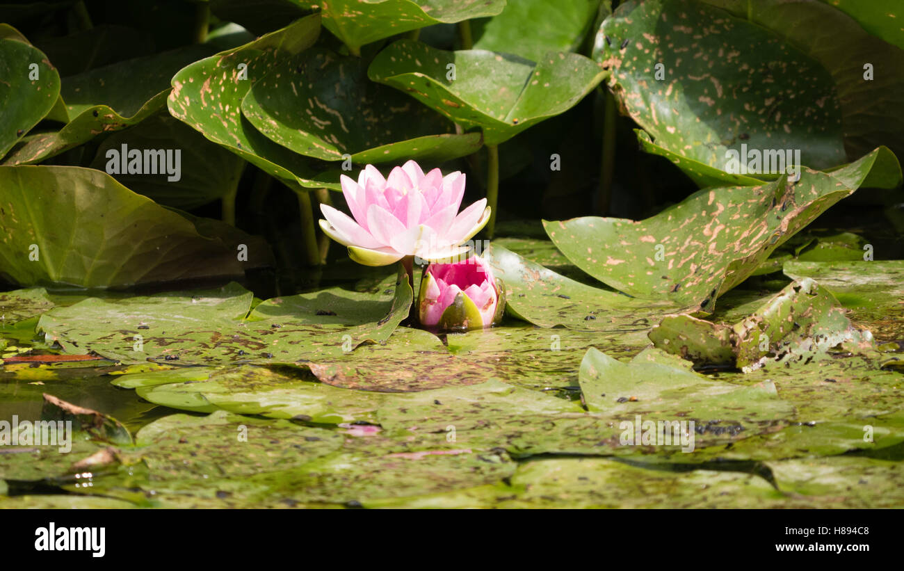 Pink water lilies on a stream in Bushey park, London, England Stock ...