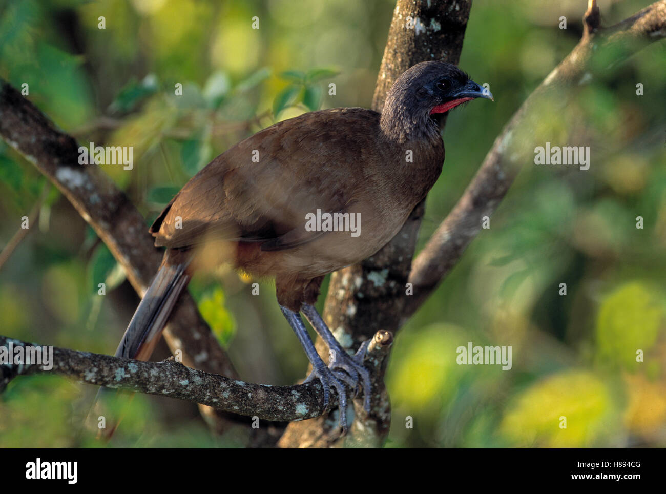 Rufous-vented Chachalaca (Ortalis ruficauda) perching on tree limb ...