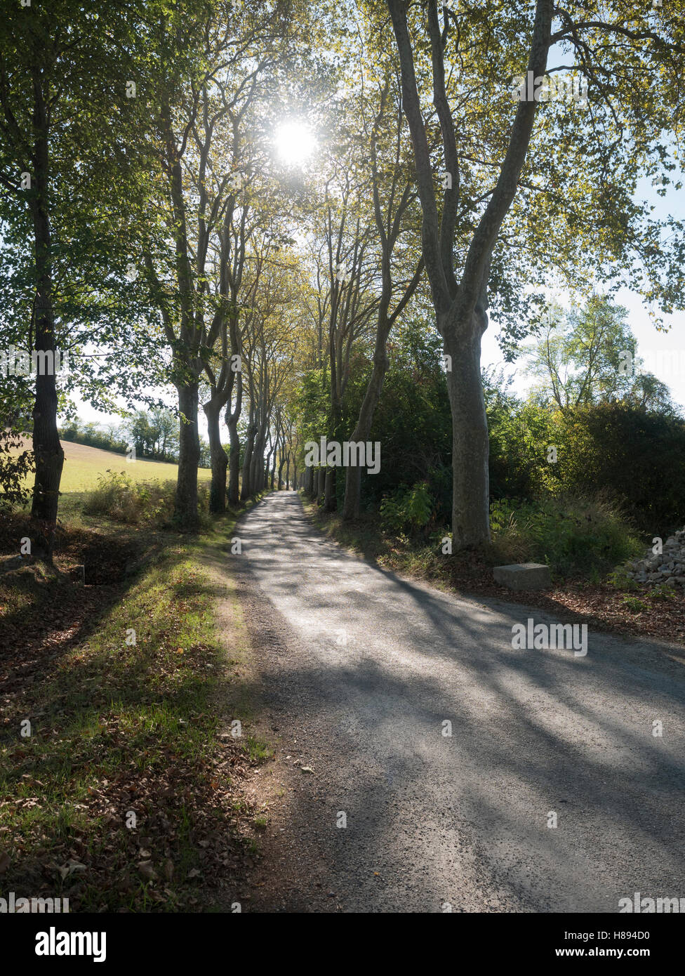 The sun shines through the ltrees beautiful country lane in Bellgarde ...
