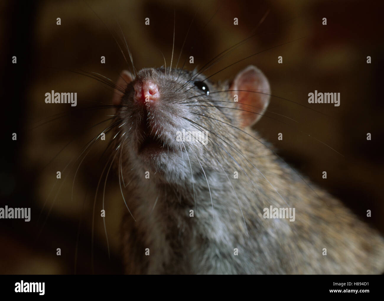 Brown Rat (Rattus norvegicus Stock Photo - Alamy