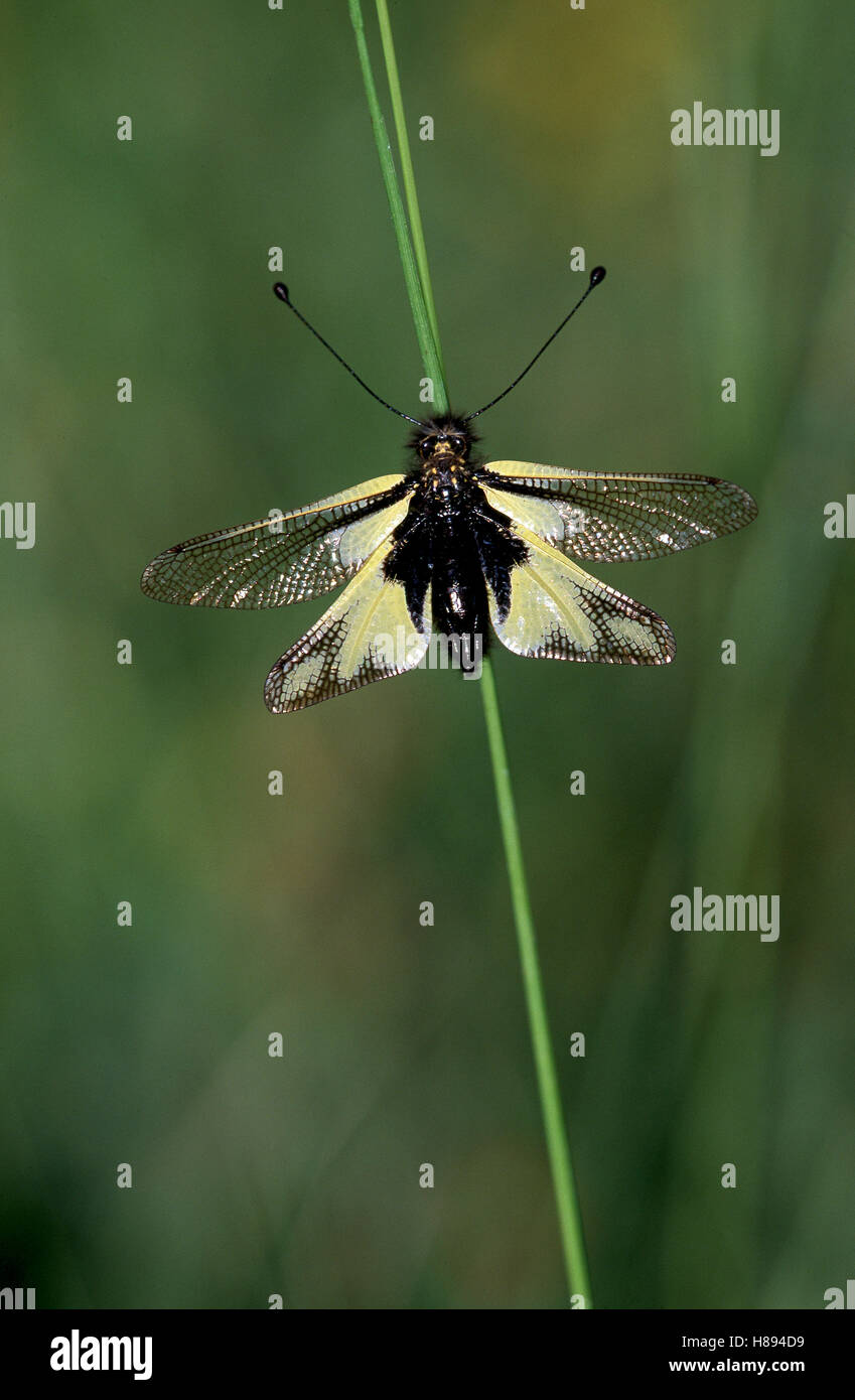 Ascalaphid Fly (Ascalaphus libelluloides Stock Photo - Alamy