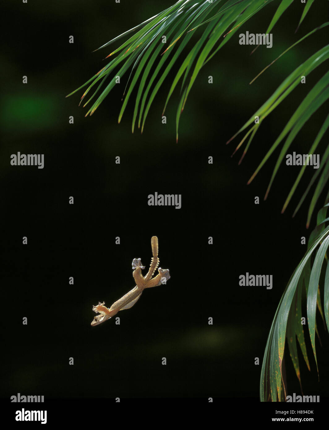 Flying Gecko (Ptychozoon sp) gliding Stock Photo - Alamy