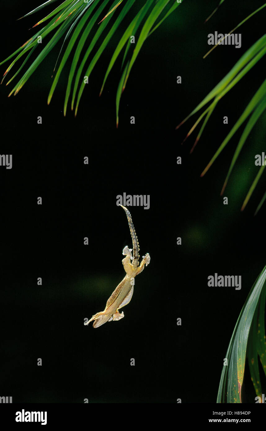 Flying Gecko (Ptychozoon sp) gliding Stock Photo - Alamy
