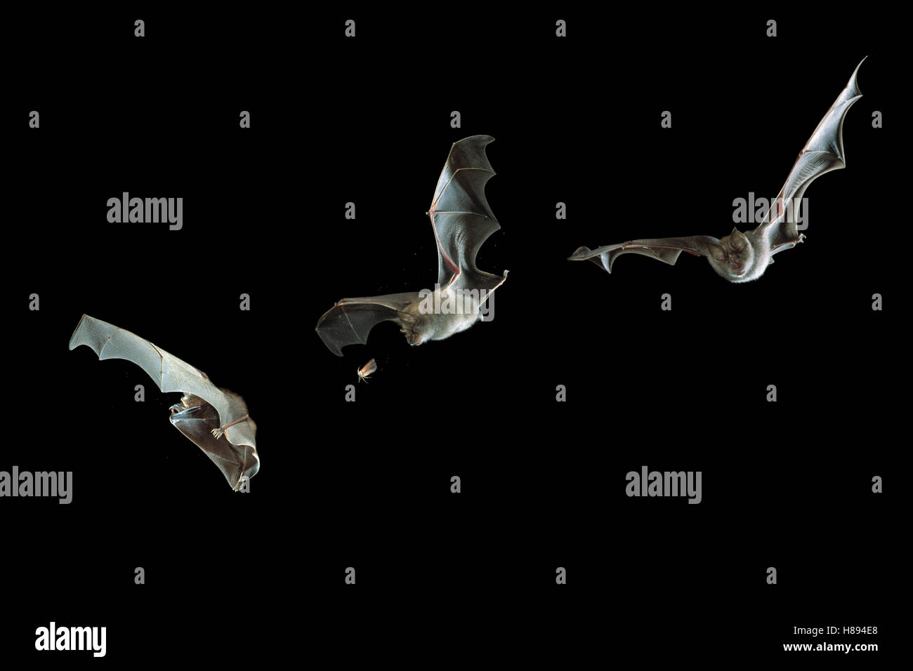 Greater Horseshoe Bat (Rhinolophus ferrumequinum) chasing moth ...
