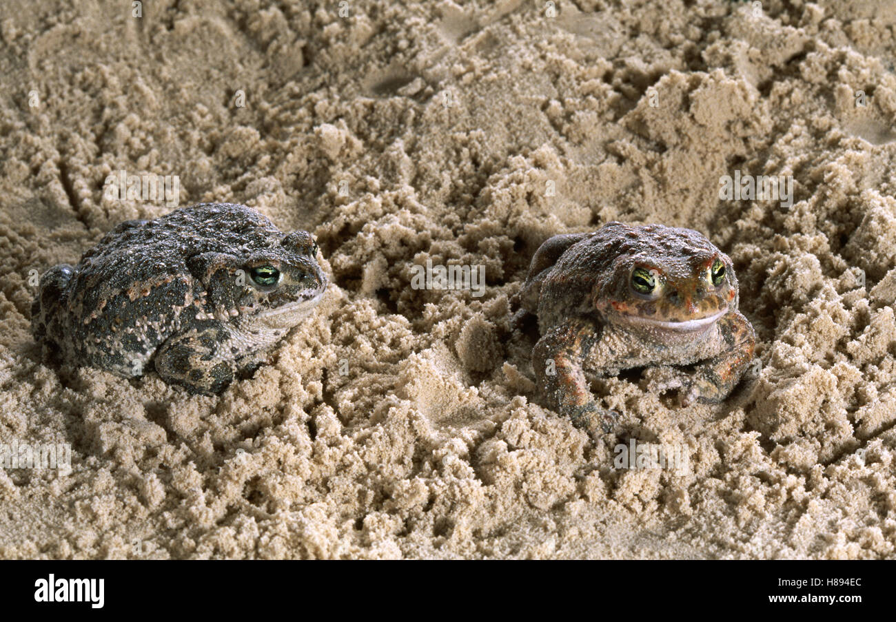 Natterjack Toad (Epidalea calamita) pair Stock Photo - Alamy