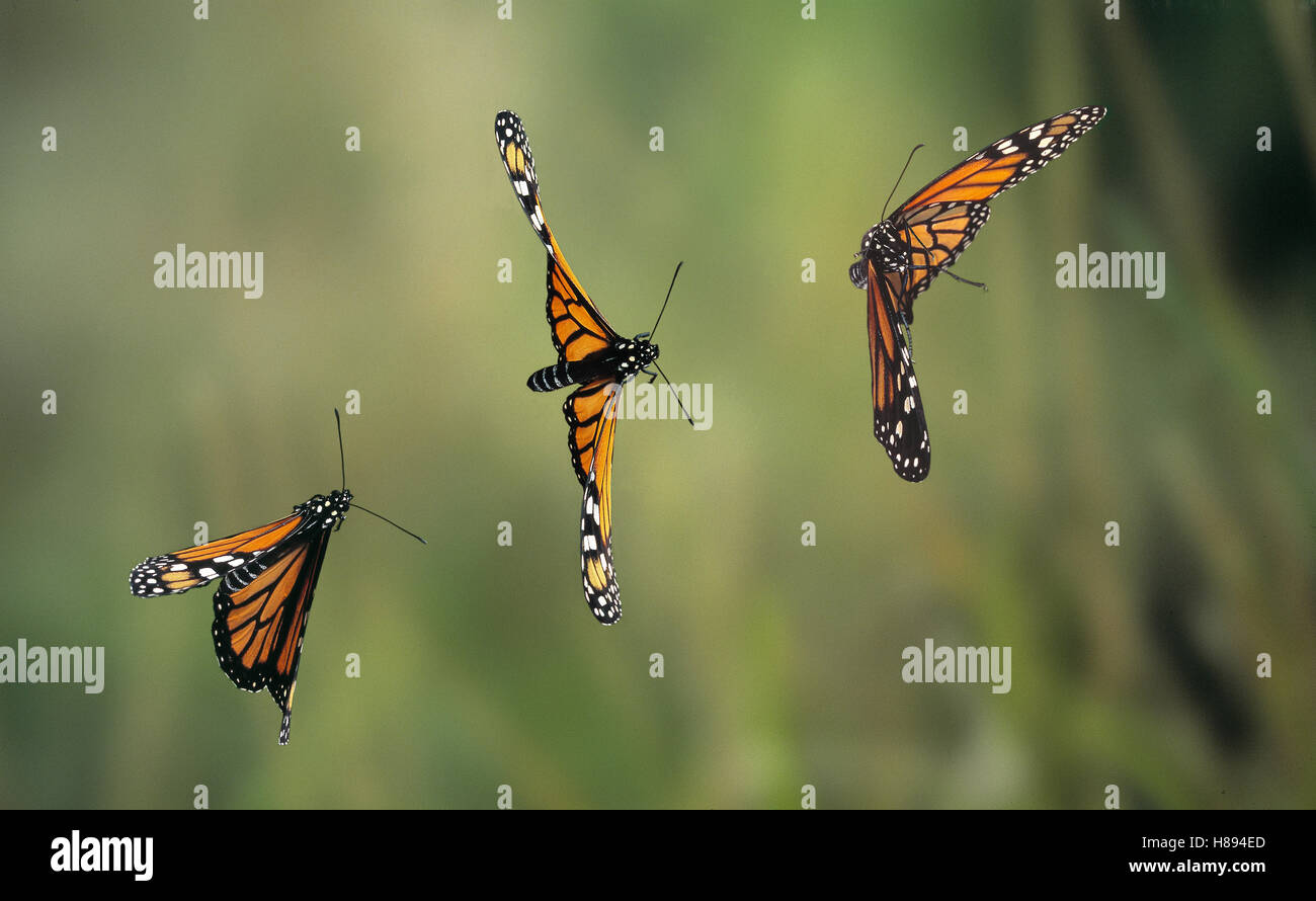 Monarch (Danaus plexippus) butterfly flying, multiflash image Stock ...
