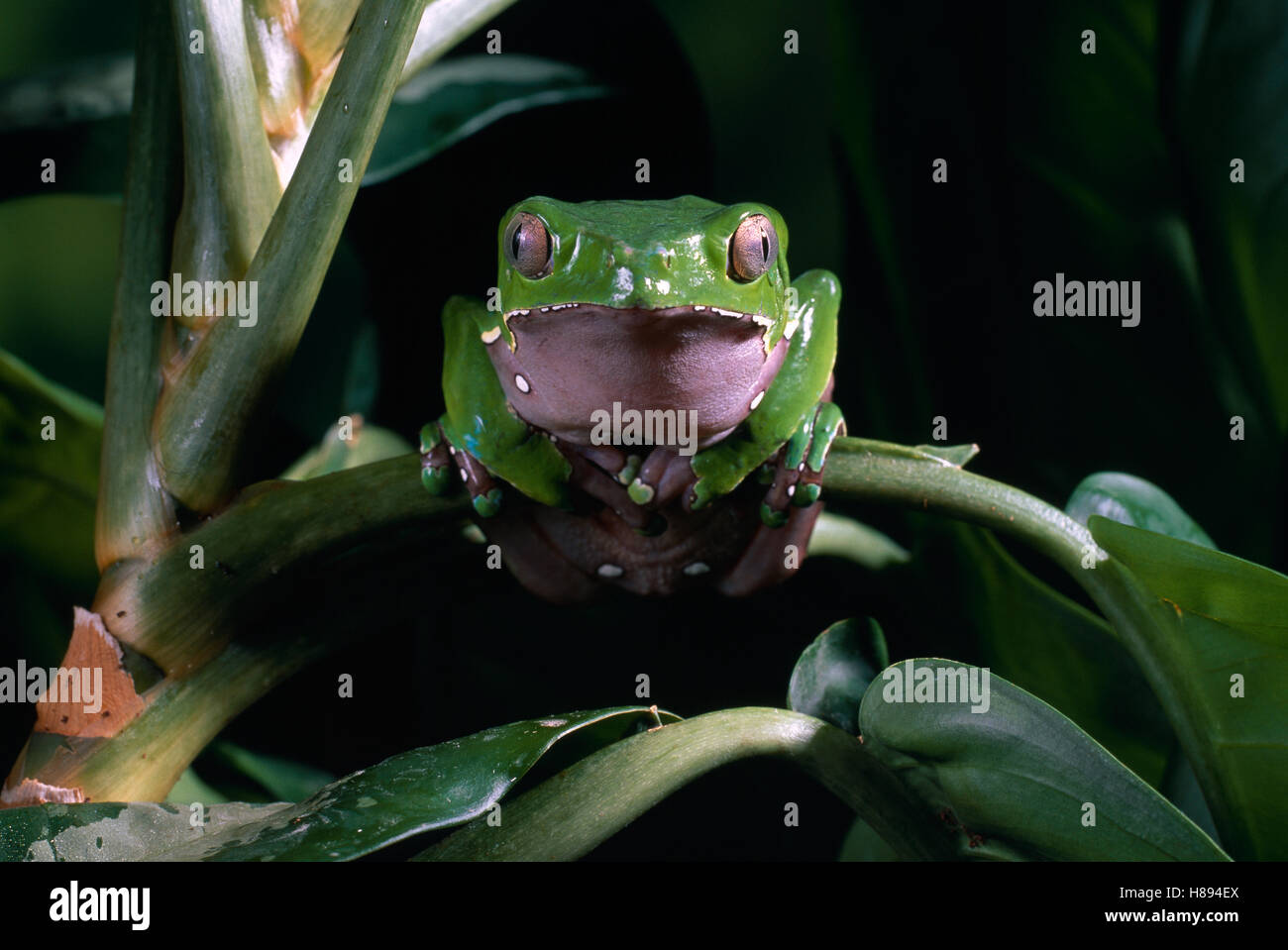 Giant Monkey Frog (Phyllomedusa bicolor), South America Stock Photo - Alamy