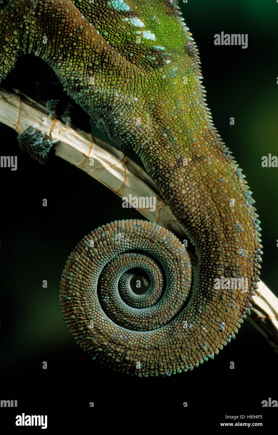 Panther Chameleon (Chamaeleo pardalis) tail, Madagascar Stock Photo - Alamy