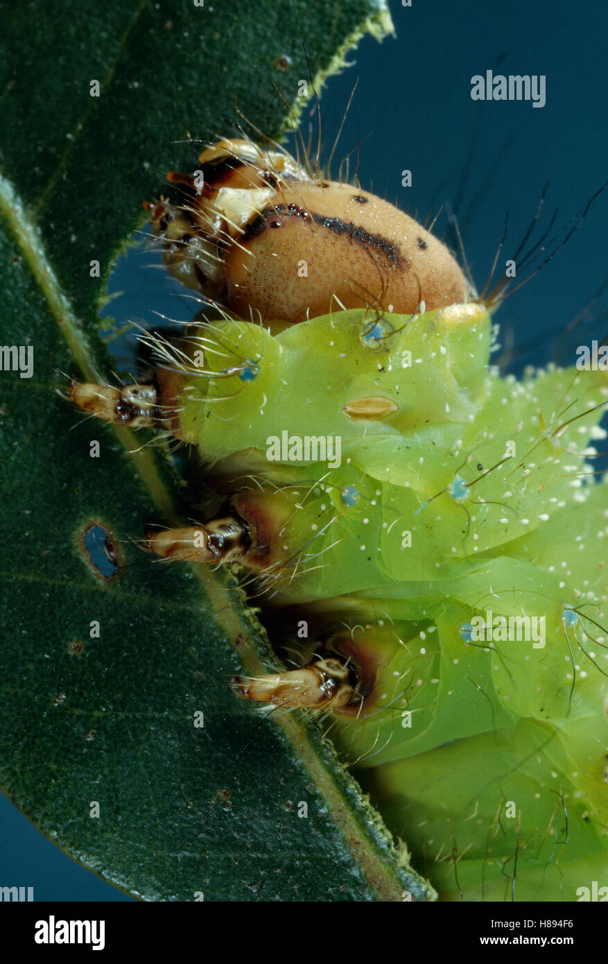 Moon Moth larva feeding Stock Photo - Alamy