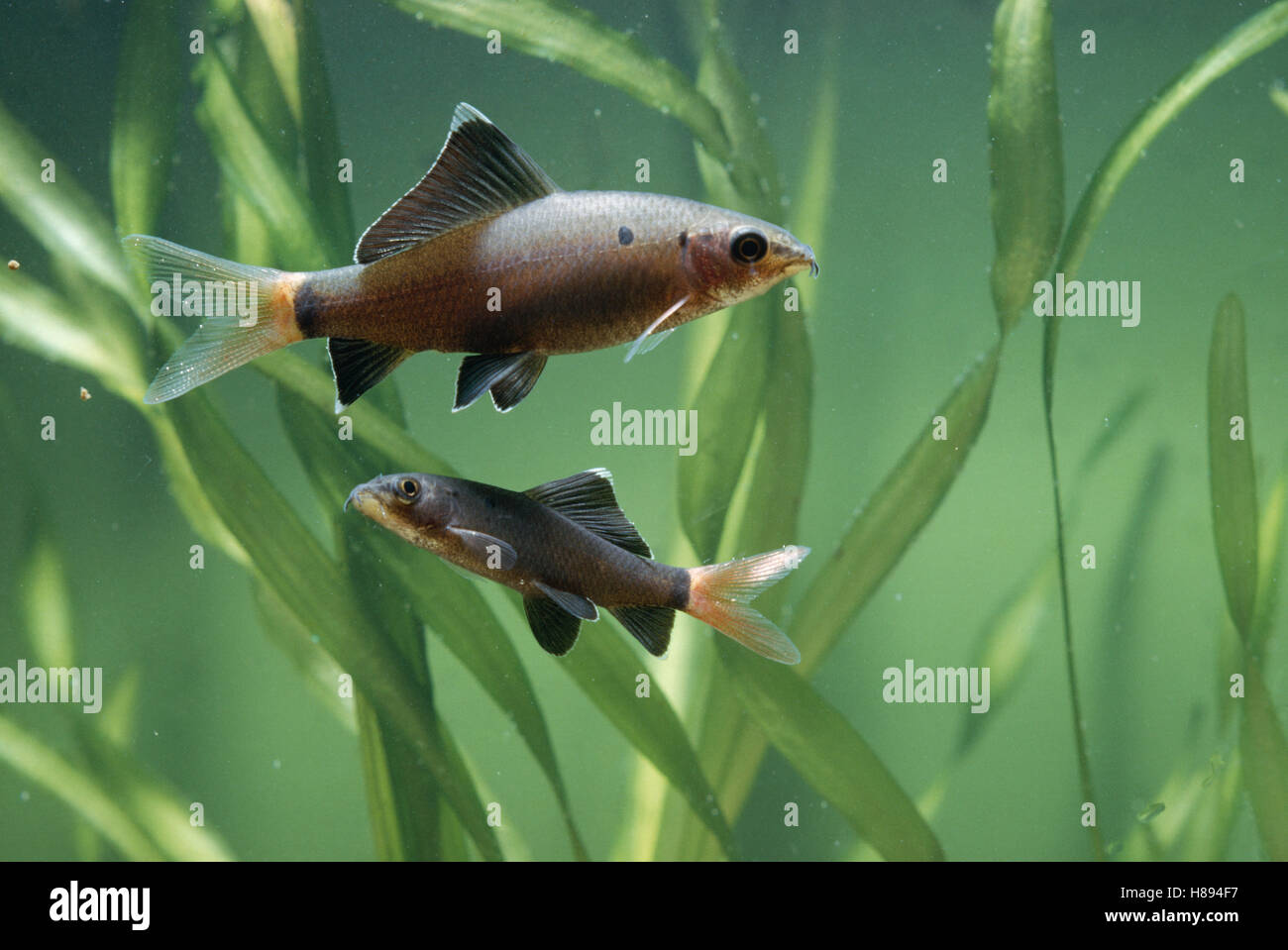 Red-tailed Shark (Epalzeorhynchos bicolor) pair in aquarium, extinct in ...
