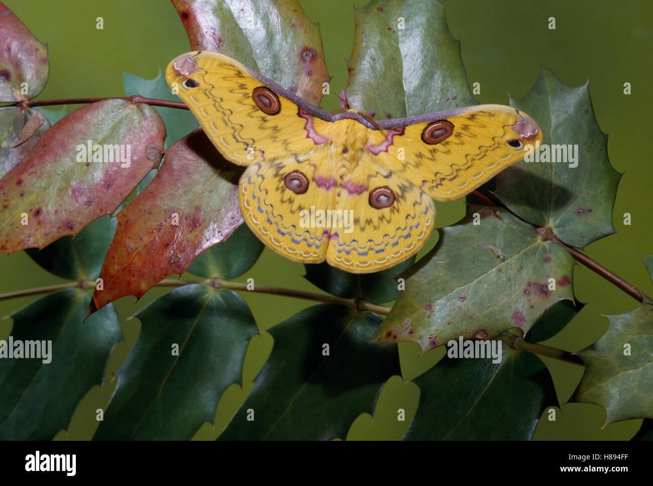 Golden Emperor (Loepa sikkima) moth on leaves, showing wings spread ...