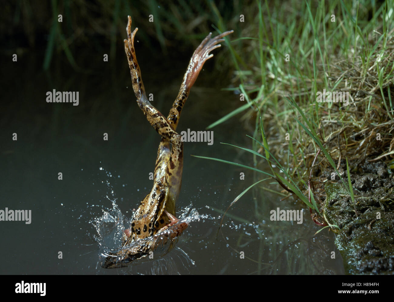 Common Frog (Rana temporaria) diving into pond Stock Photo - Alamy