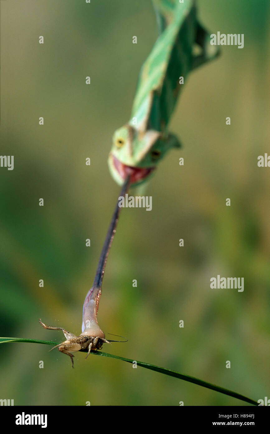 Veiled Chameleon (Chamaeleo calyptratus) catching an insect with ...