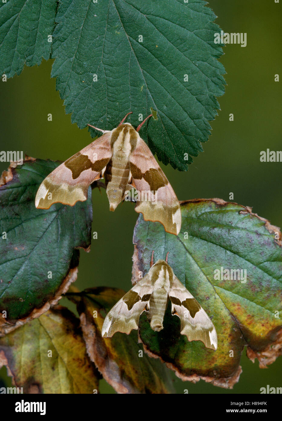 Lime Hawk Moth (Mimas tiliae) female and male Stock Photo - Alamy