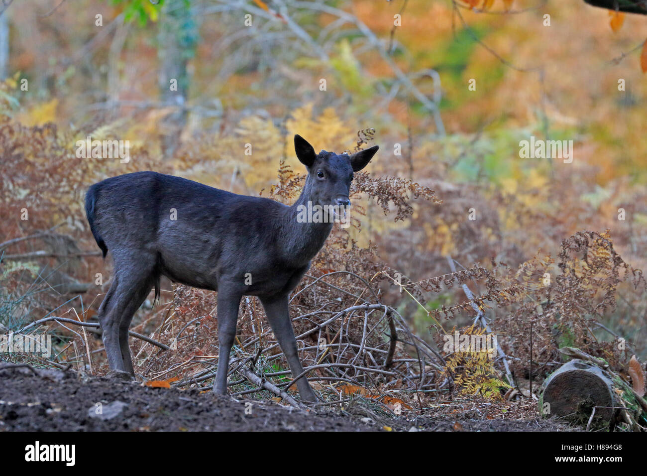 Male fallow deer hi-res stock photography and images - Alamy