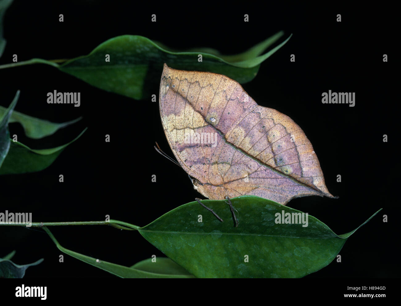 Indian Leaf Butterfly (Kallima inachus) mimicking leaf Stock Photo - Alamy