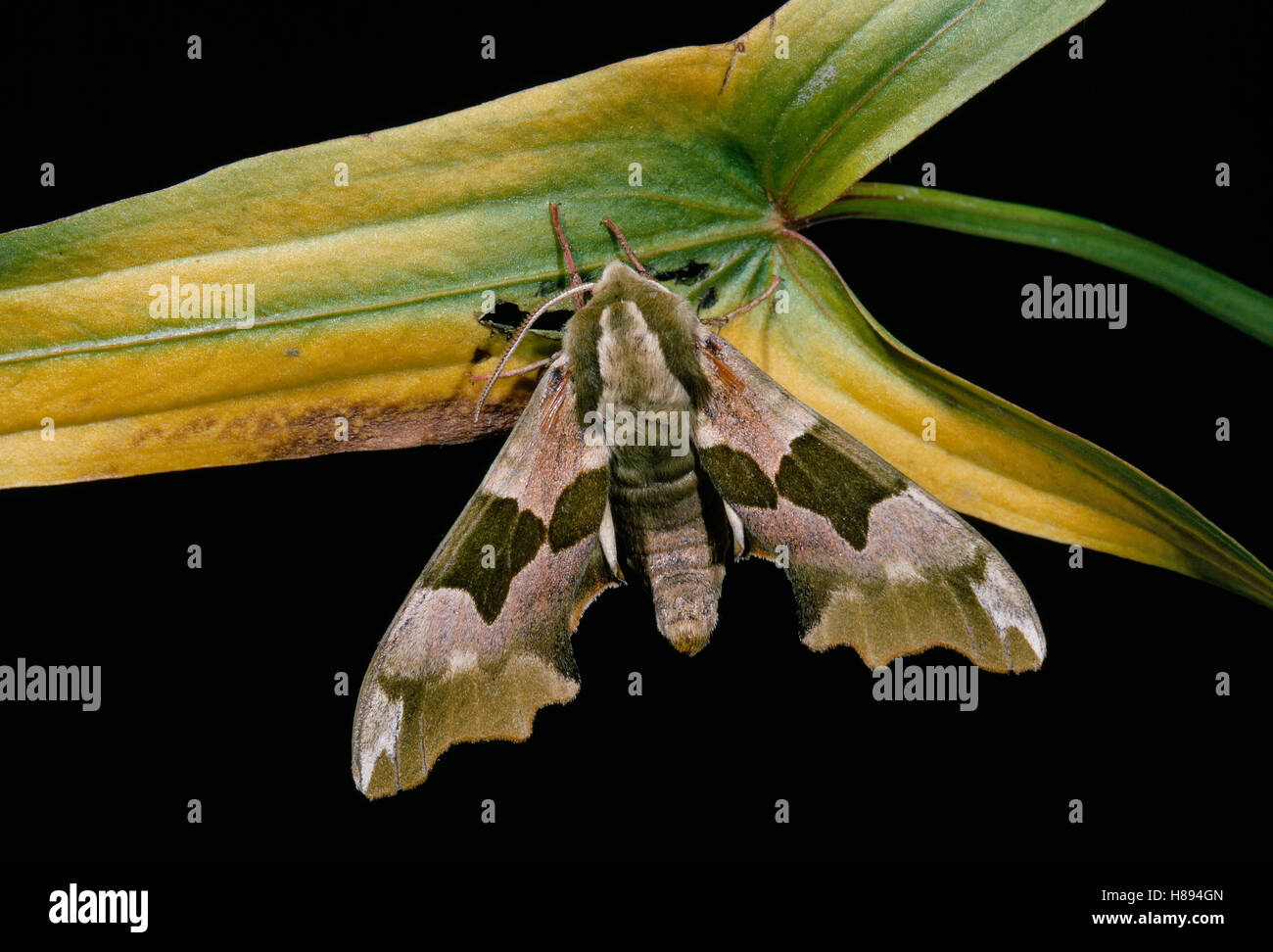 Lime Hawk Moth (Mimas tiliae) on leaf Stock Photo - Alamy