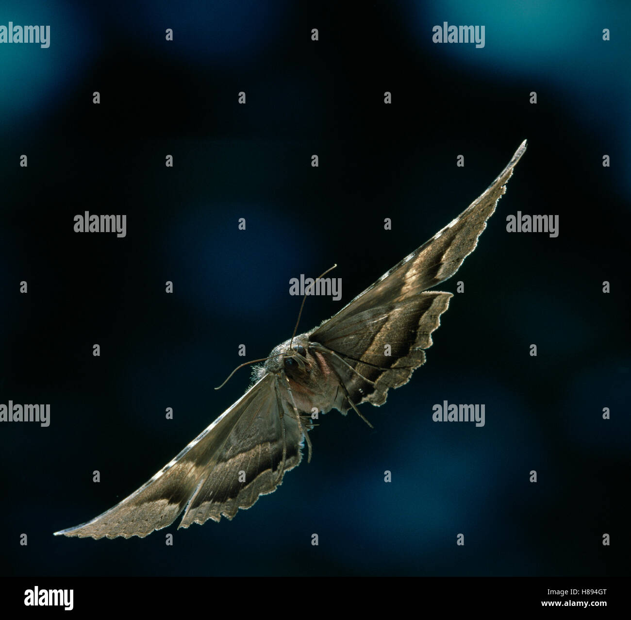 Black Witch Moth (Ascalapha odorata) flying, Venezuela Stock Photo - Alamy