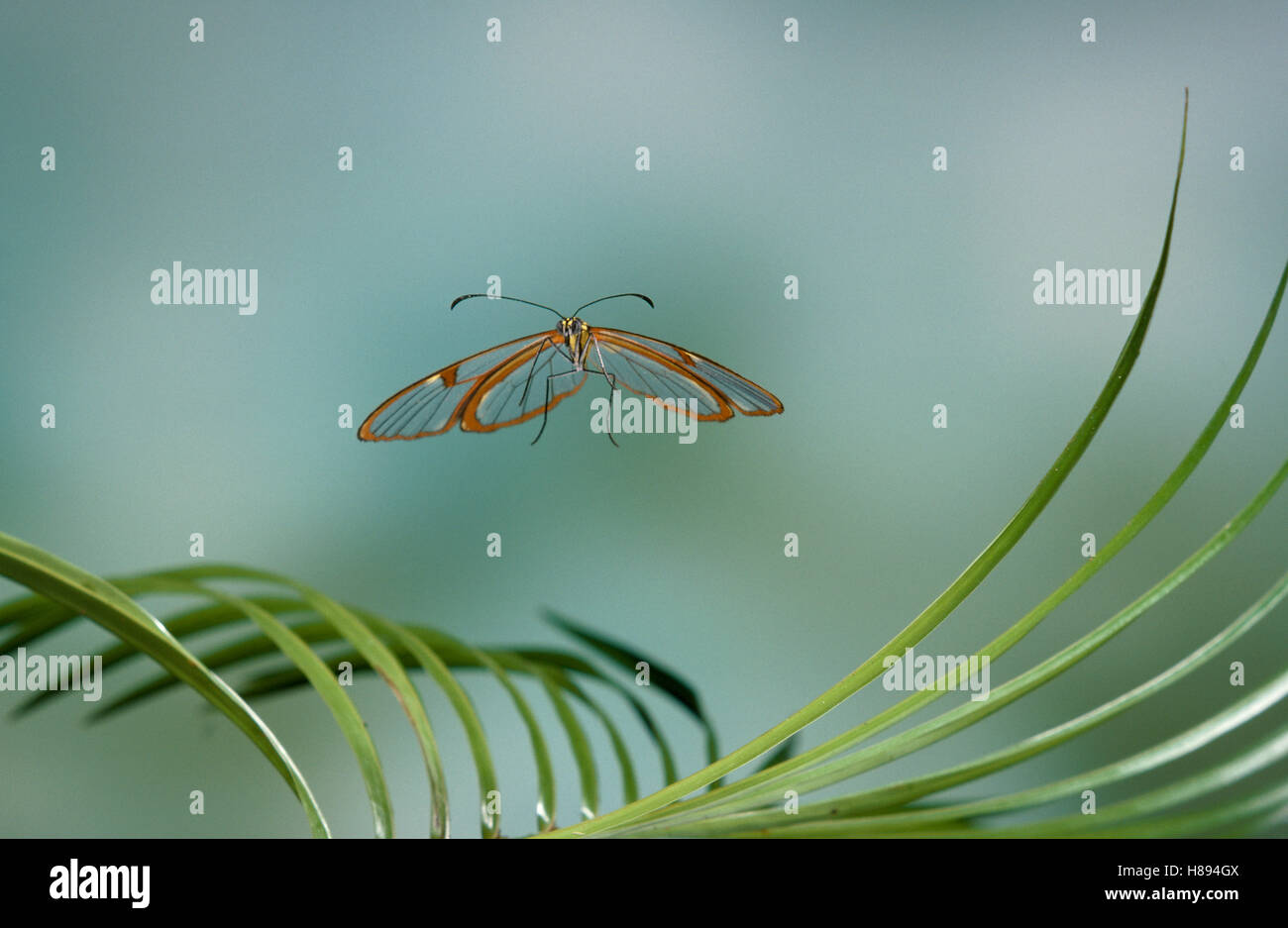 Skeleton Butterfly (Pteronymia hymenaea) flying, Venezuela Stock Photo ...