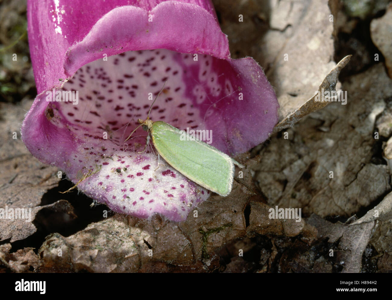 Green Oak (Tortrix viridana) moth in foxglove flower Stock Photo - Alamy