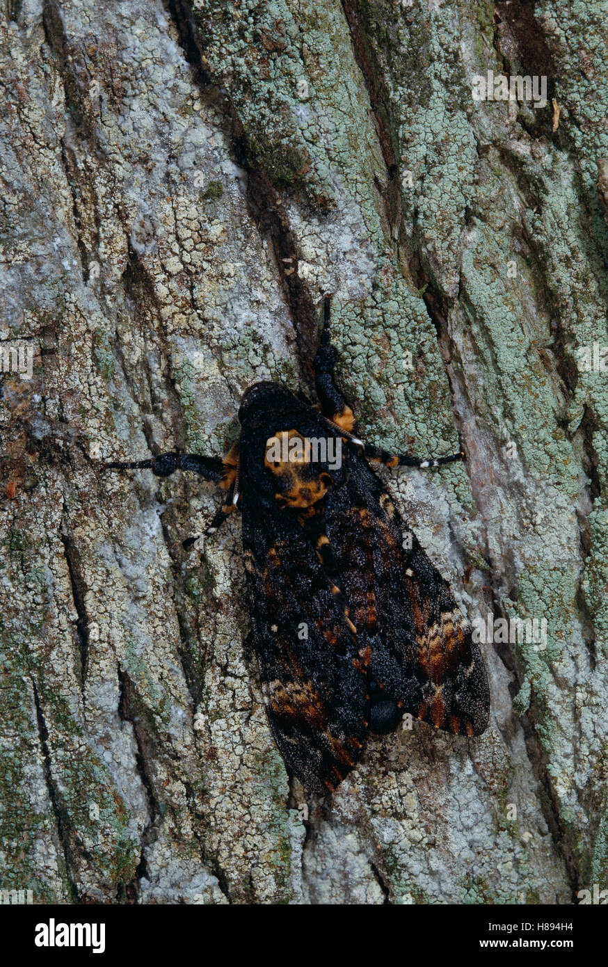 Death's Head Hawk Moth (Acherontia atropos) on bark Stock Photo - Alamy