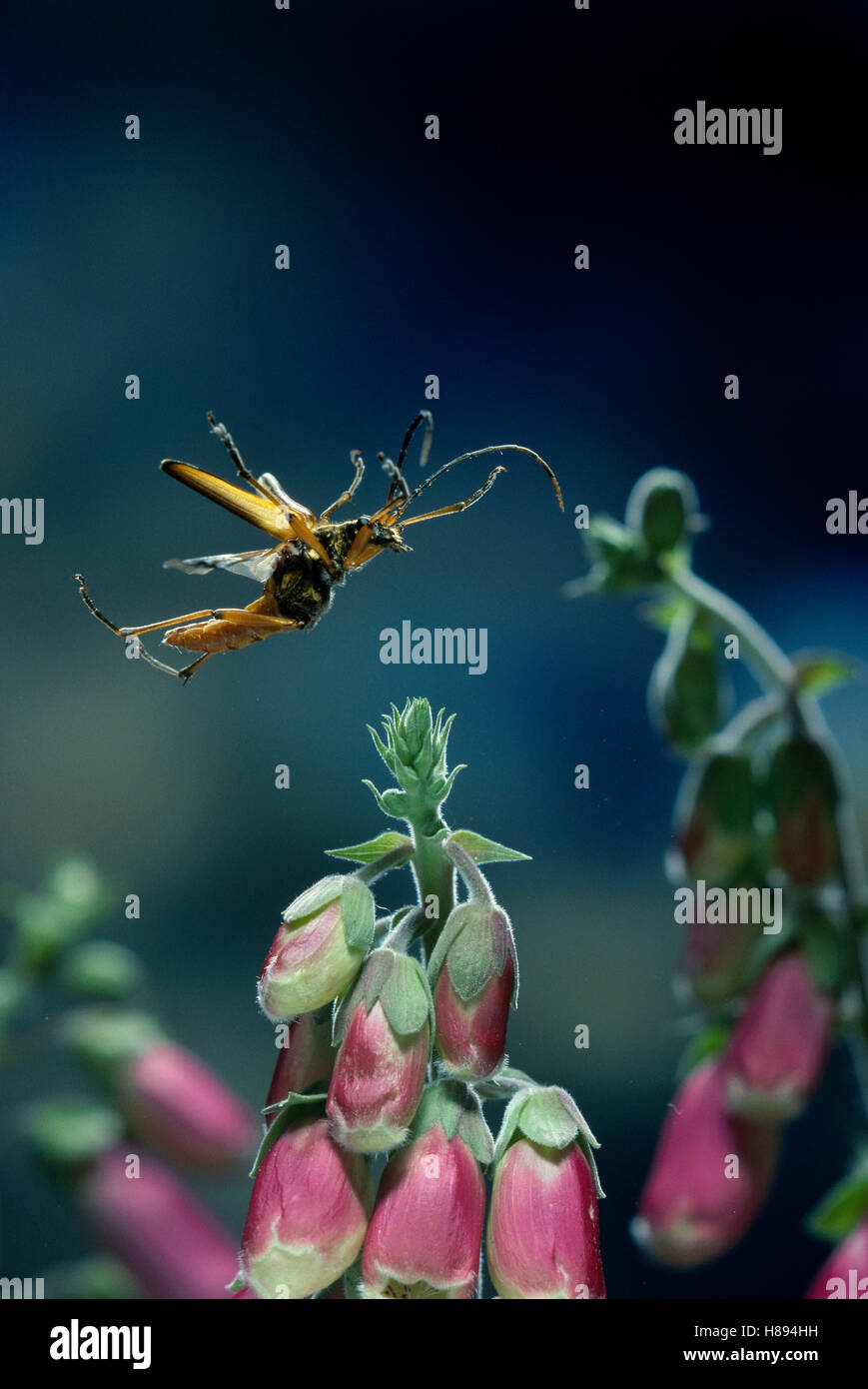 Spotted Longhorn Beetle (Strangalia maculata) flying Stock Photo - Alamy