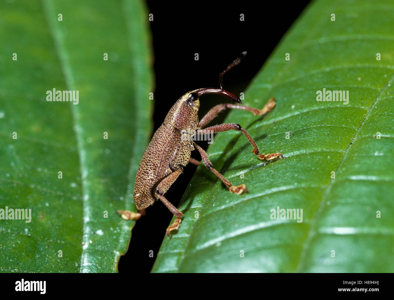 True Weevil (Curculionidae) on smooth leaf, Venezuela Stock Photo - Alamy