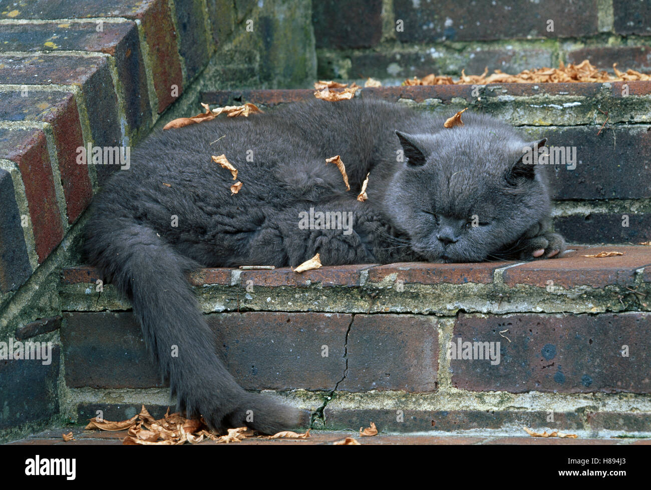 British Blue Cat (Felis catus) adult on garden steps Stock Photo - Alamy